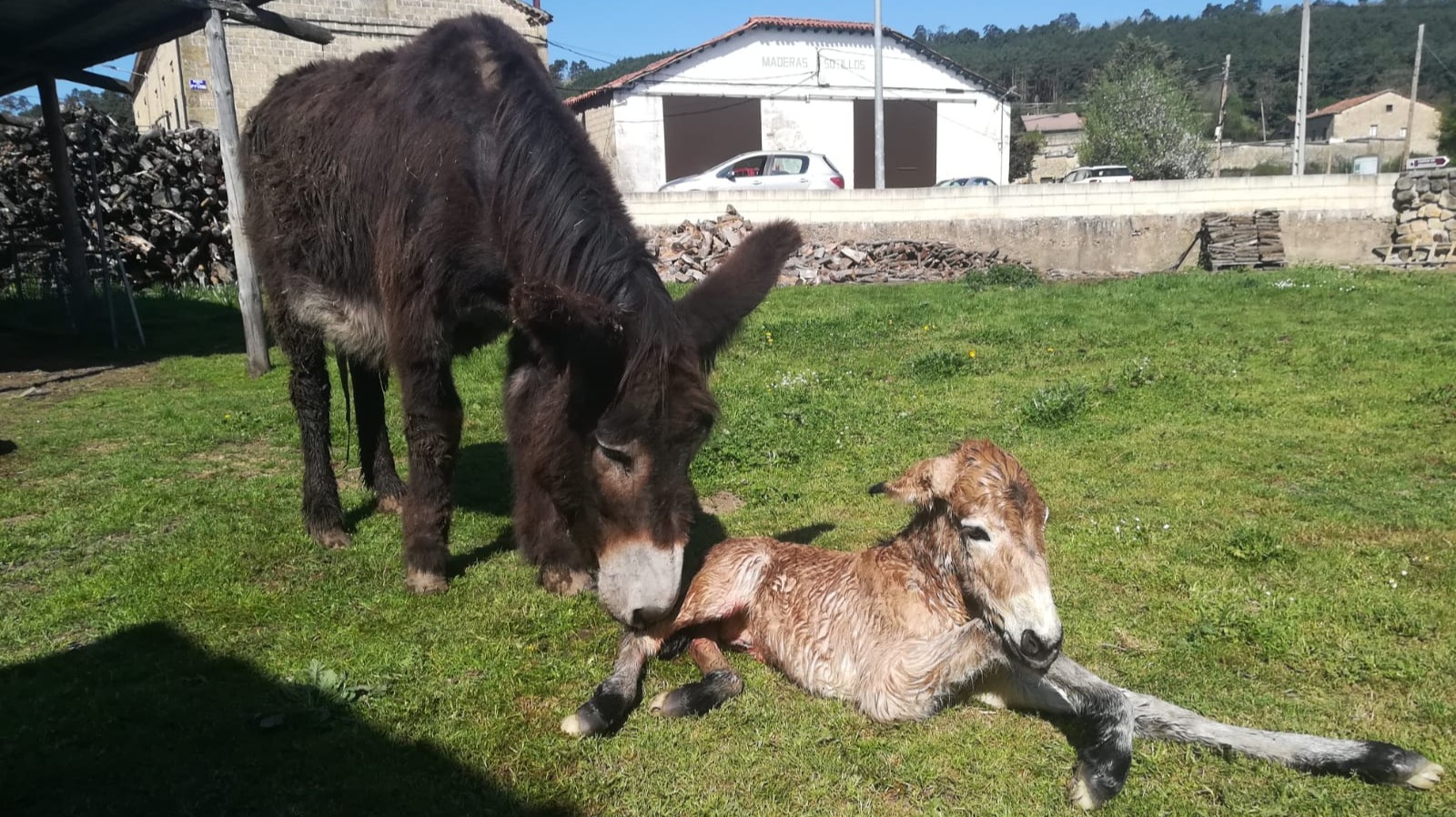 Nace un Burdégano en Regumiel de la Sierrra